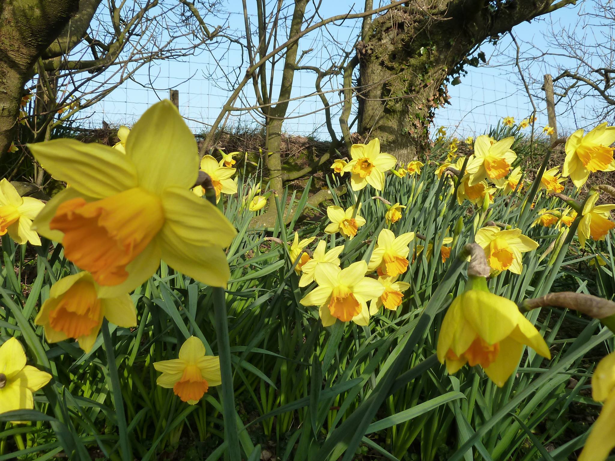 Spring in Pembrokeshire - Independent Hostels