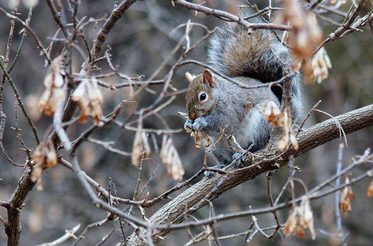 Congratulations exchanged at squirrel success. - Independent Hostels