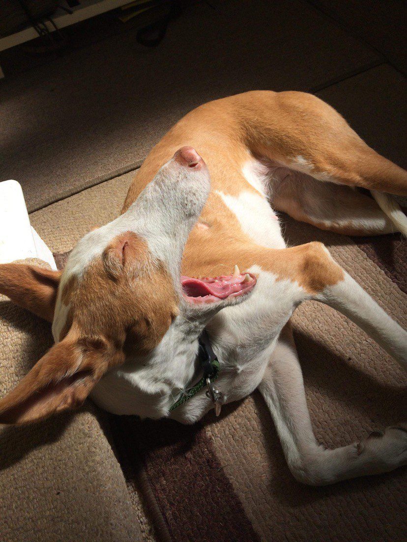 Roaches Bunkhouse (near Buxton) is now dog friendly - bring up to 4 ...