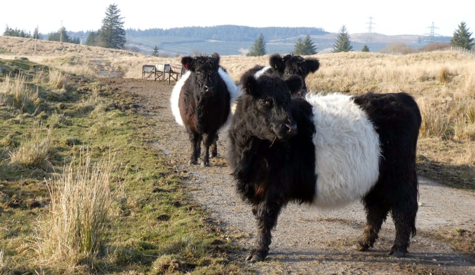 Bonnie Galloway - Independent Hostels