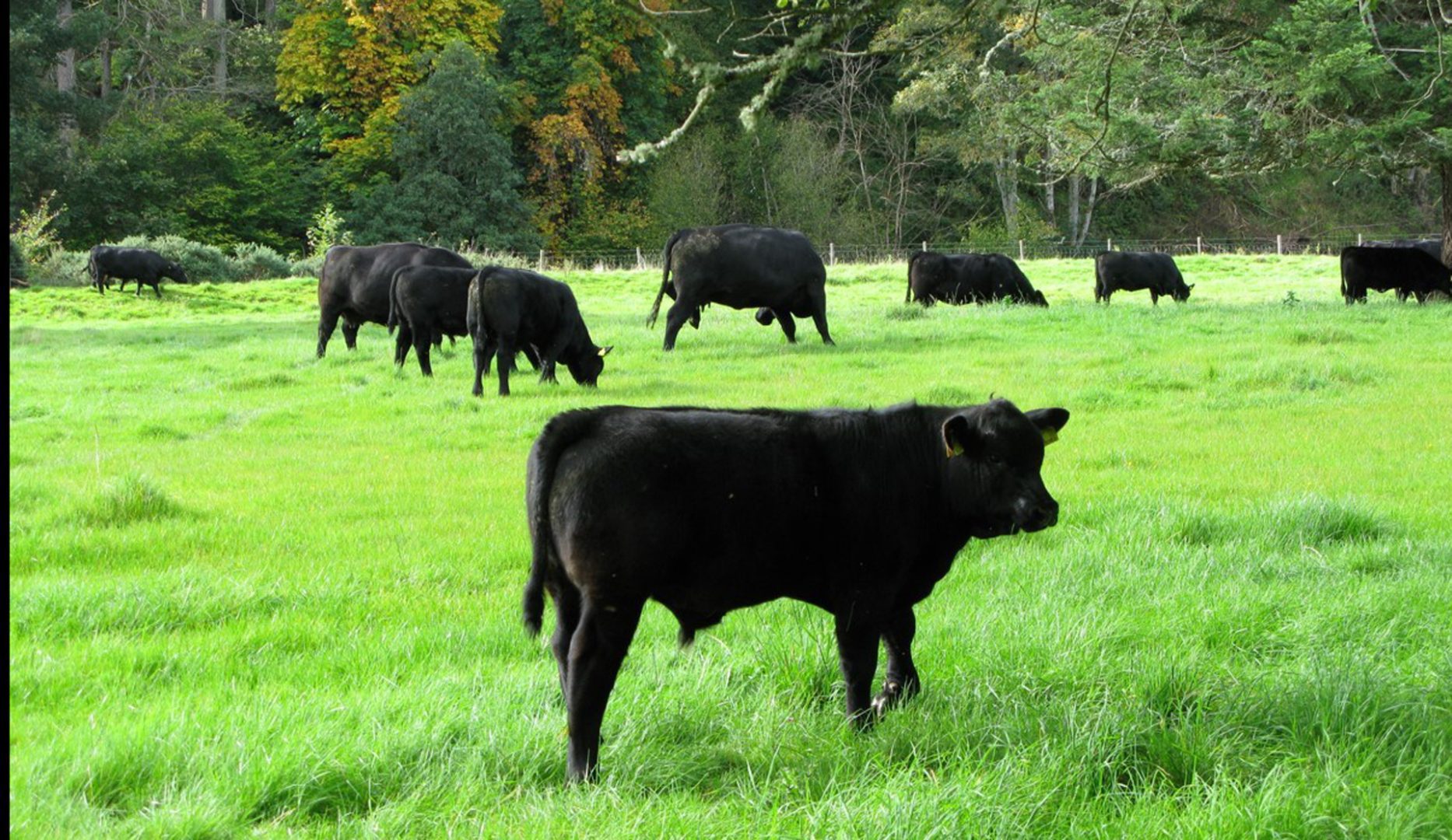 Fabulous Gardens of Banffshire, Aberdeenshire and Moray