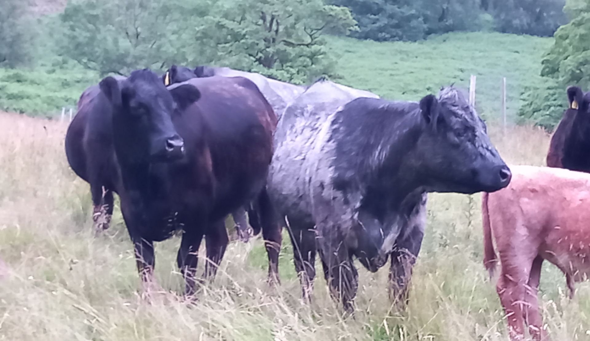 Shepherds Crook Bunkhouse | Self Catering Accomm